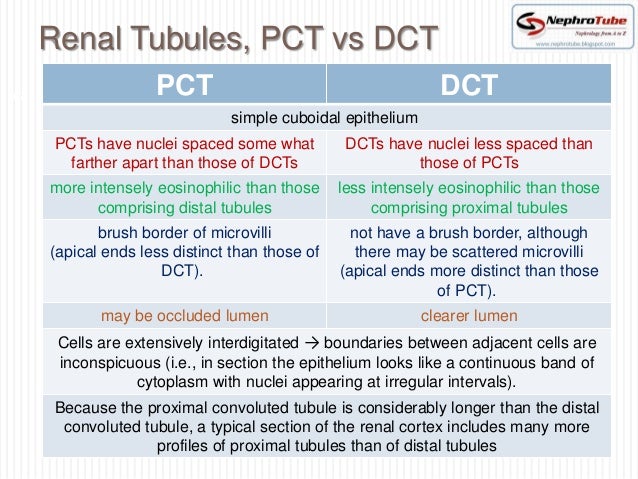 Renal Histo-Pathology (I) - Normal Kidney Light Microscopy