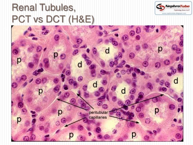 Renal Histo-Pathology (I) - Normal Kidney Light Microscopy