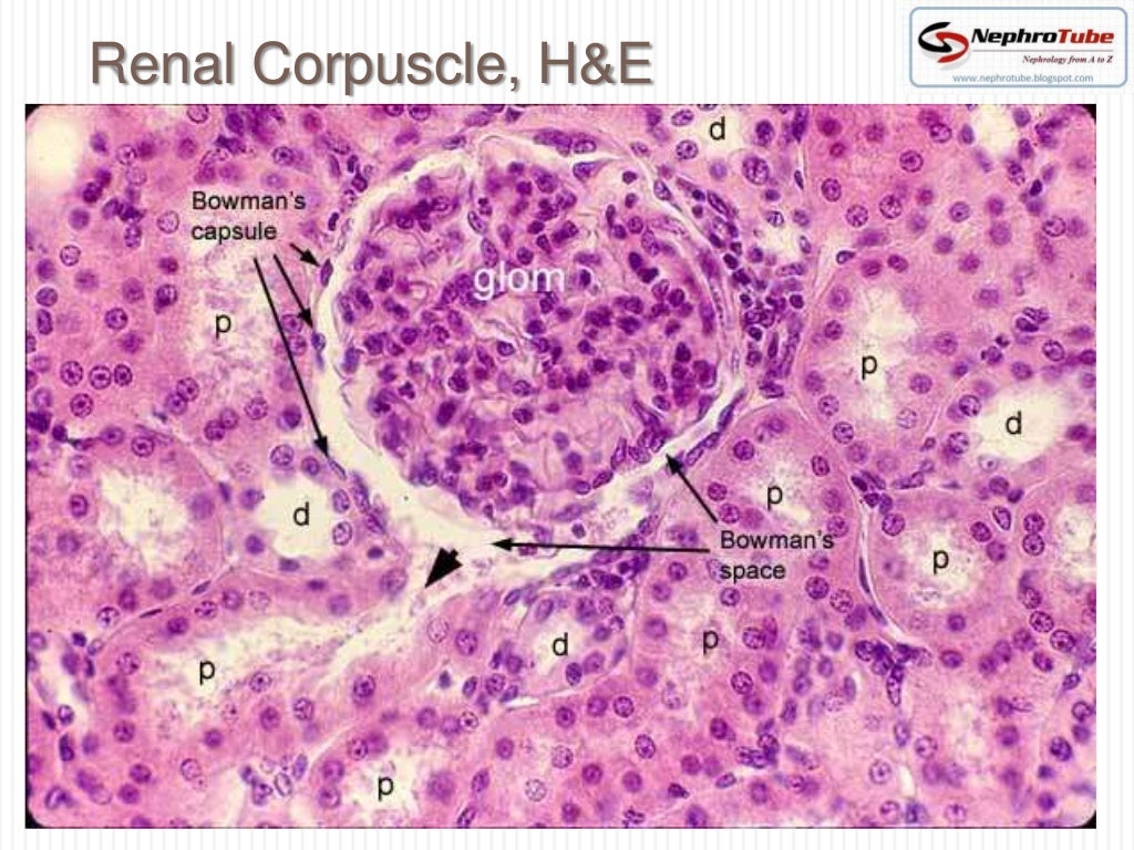 Renal Histo-Pathology (I) - Normal Kidney Light Microscopy - Dr. Gawad