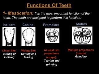 oral cavity | PPT