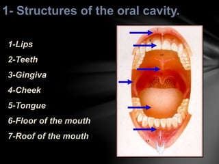 oral cavity | PPT