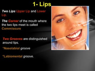 oral cavity | PPT