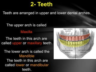 oral cavity | PPTX