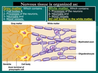 1-Organization of the nervous system .pdf