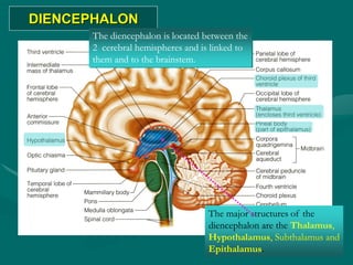 1-Organization of the nervous system .pdf