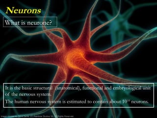 Organization of the Nervous System .pptx