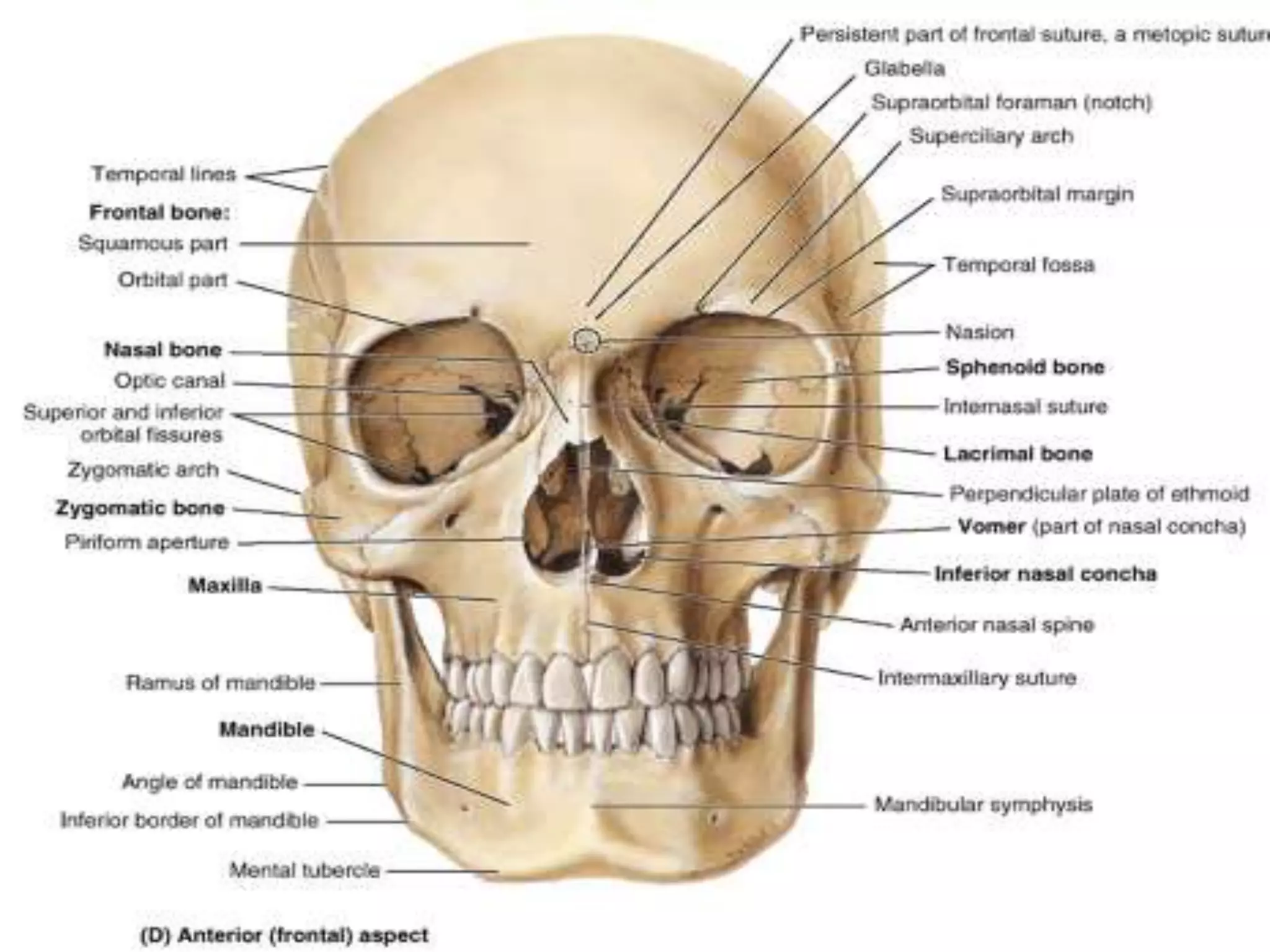1 osteology of the skull (cranium) | PPTX