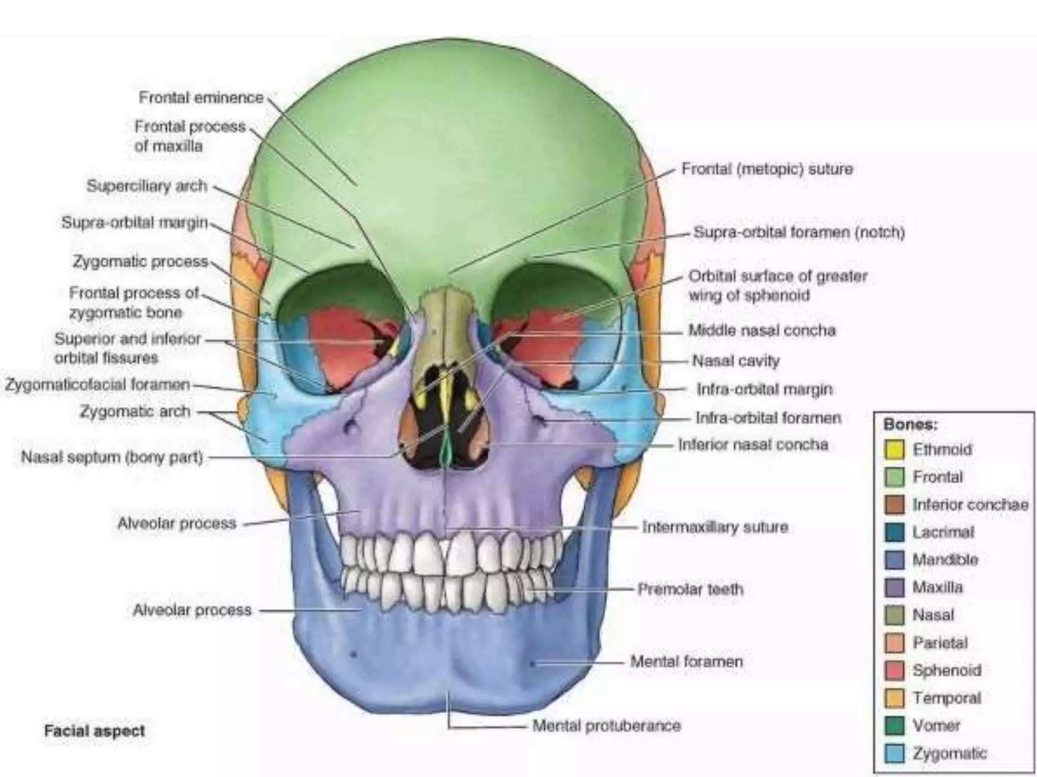 1 osteology of the skull (cranium) | PPTX
