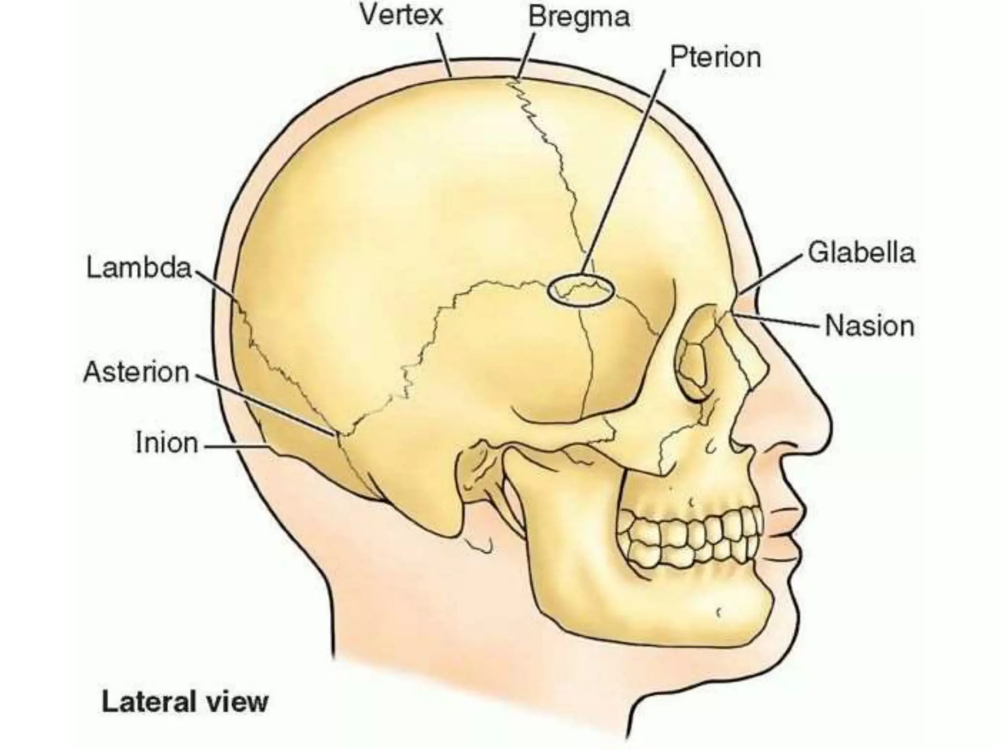 1 osteology of the skull (cranium) | PPTX