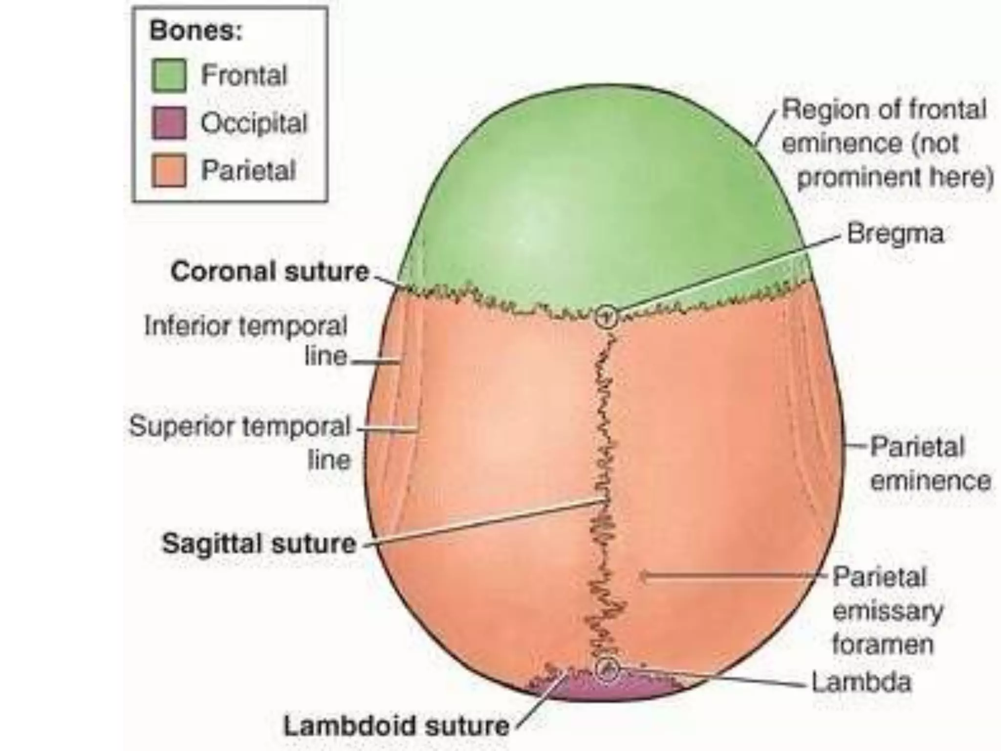 1 osteology of the skull (cranium) | PPTX