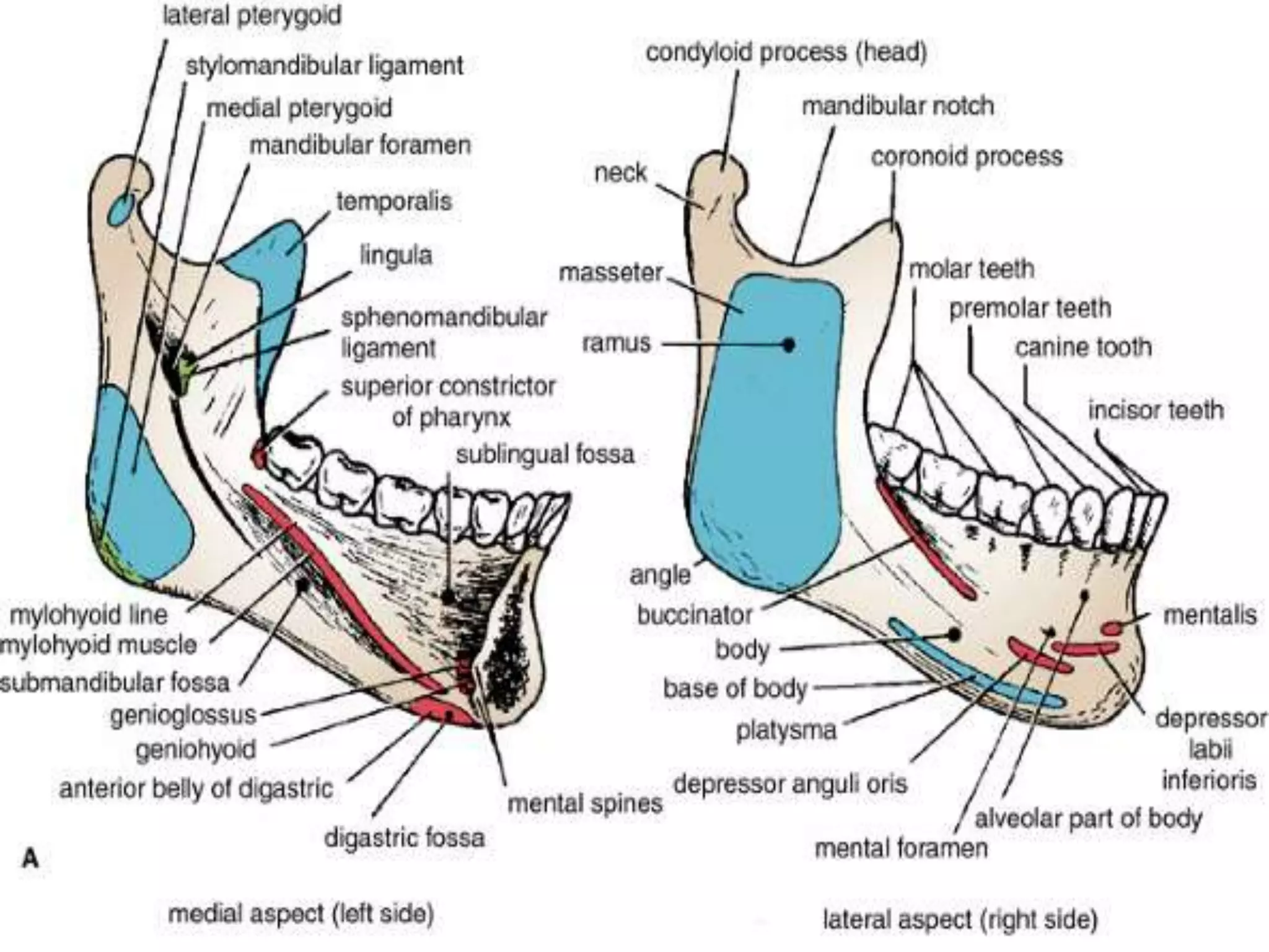 1 osteology of the skull (cranium) | PPTX