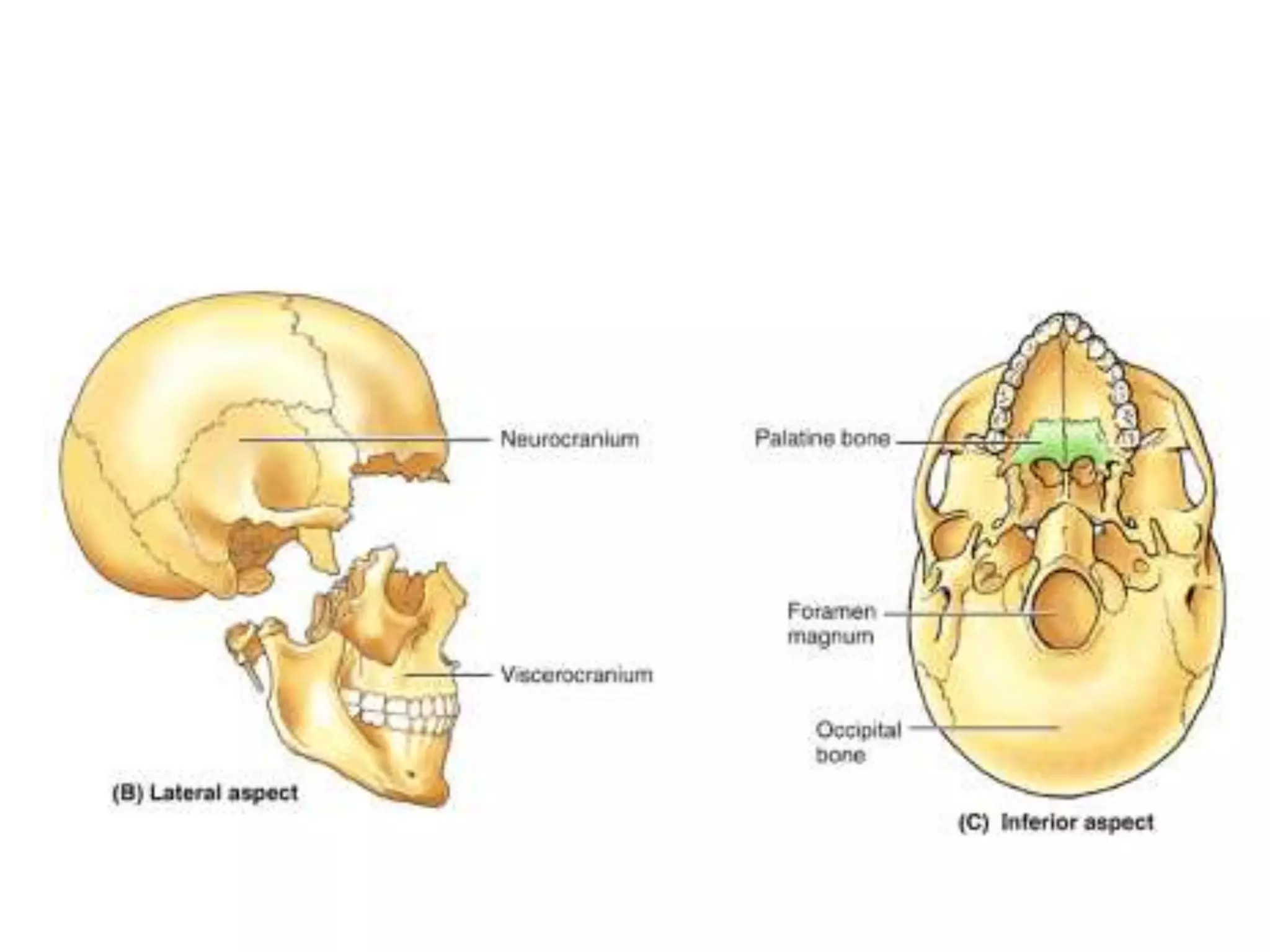 1 osteology of the skull (cranium) | PPTX