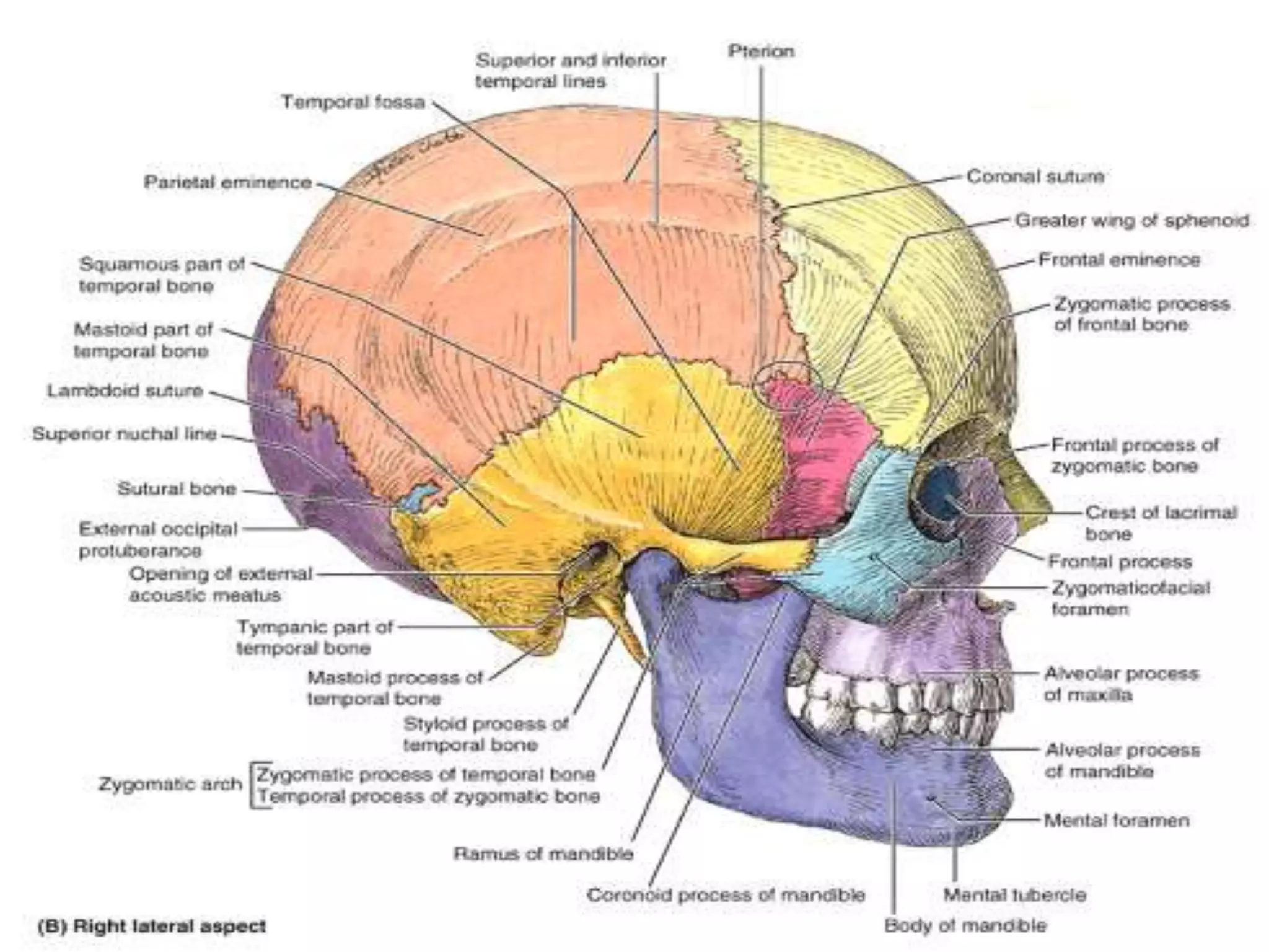 1 osteology of the skull (cranium) | PPTX