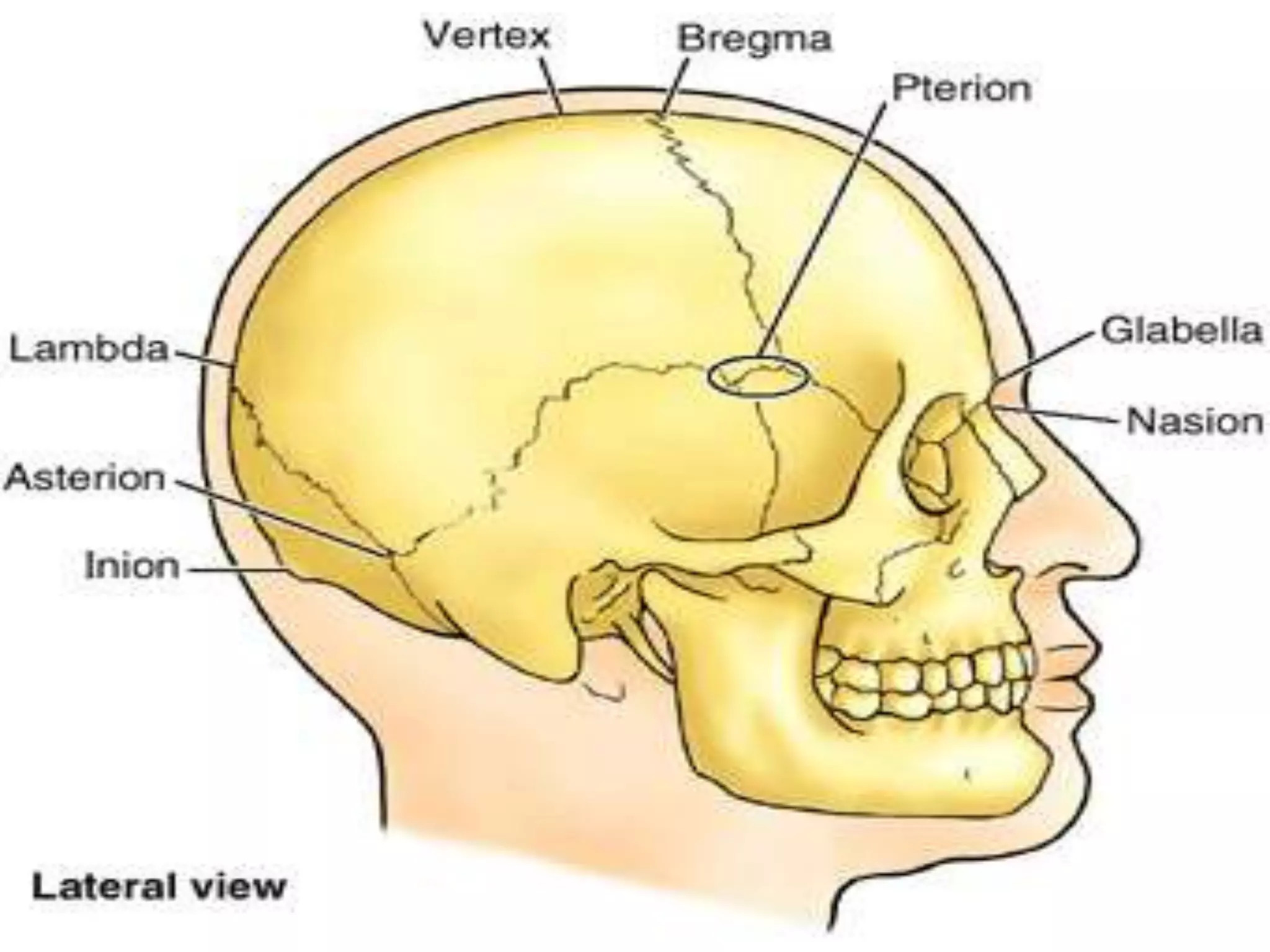 1 osteology of the skull (cranium) | PPTX