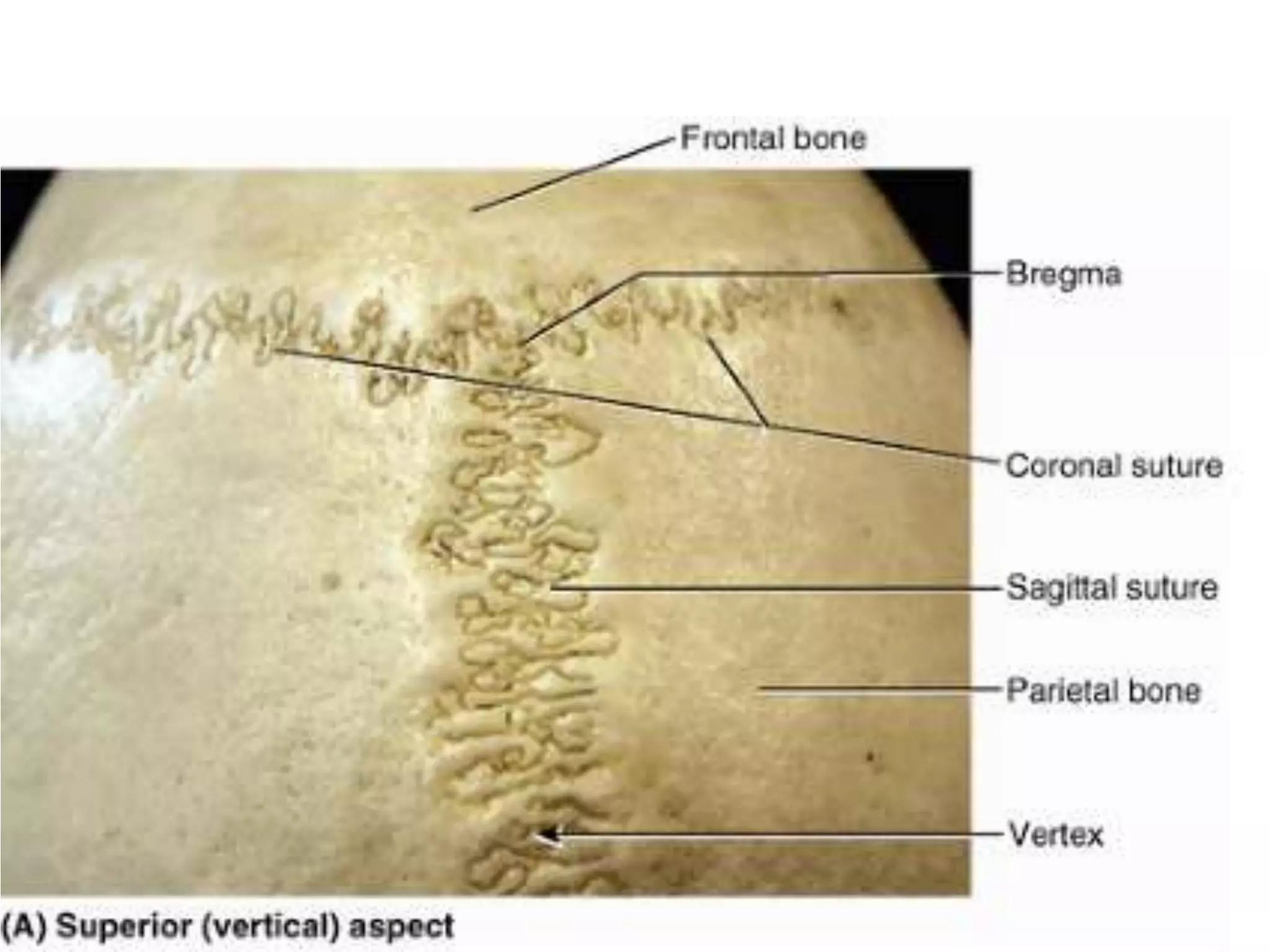 1 osteology of the skull (cranium) | PPTX