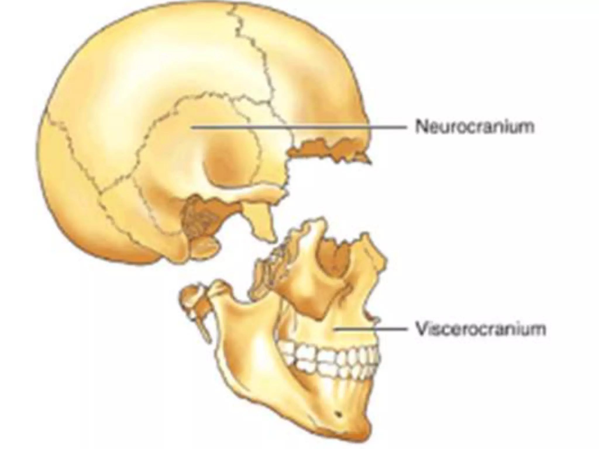 1 osteology of the skull (cranium) | PPTX