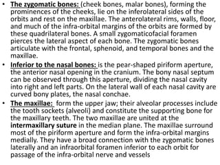 1 osteology of the skull (cranium) | PPTX