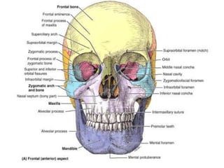 1 osteology of the skull (cranium) | PPTX