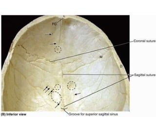 1 osteology of the skull (cranium) | PPTX
