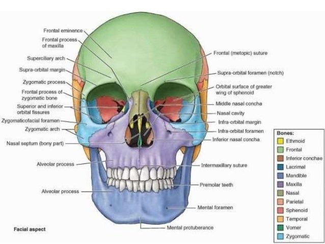 1 osteology of the skull (cranium)