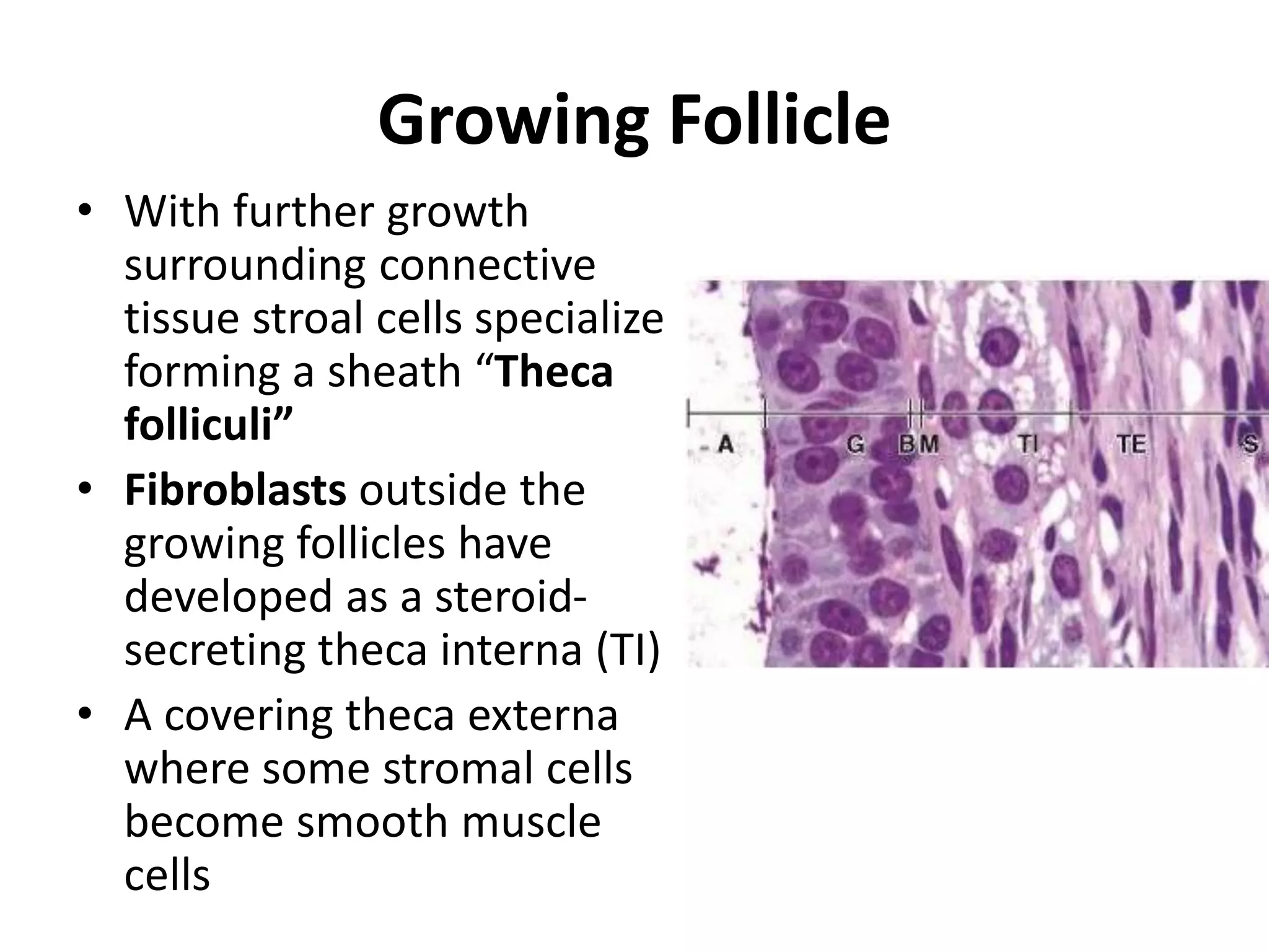Histology of ovary | PPTX