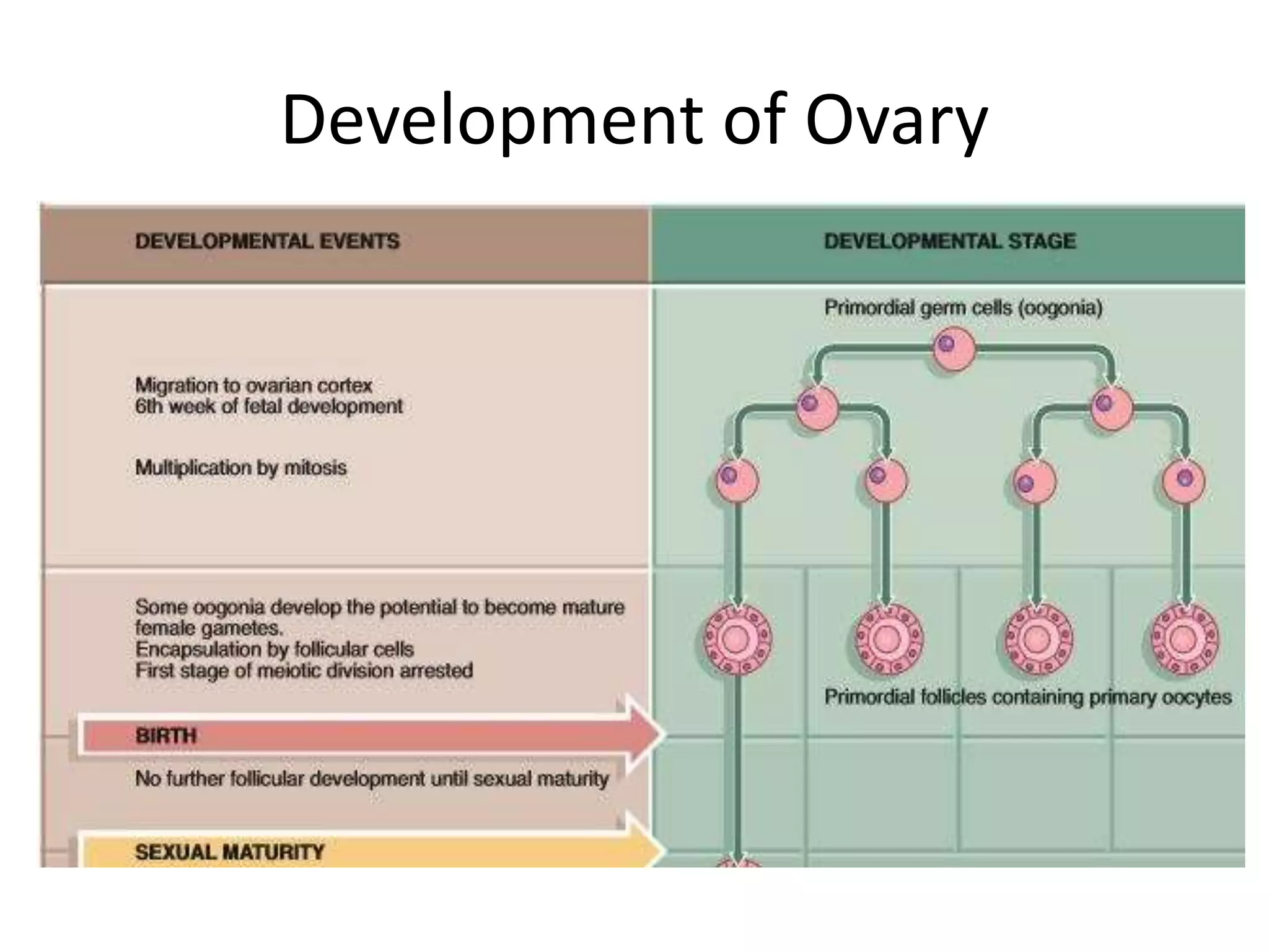 Histology of ovary | PPTX