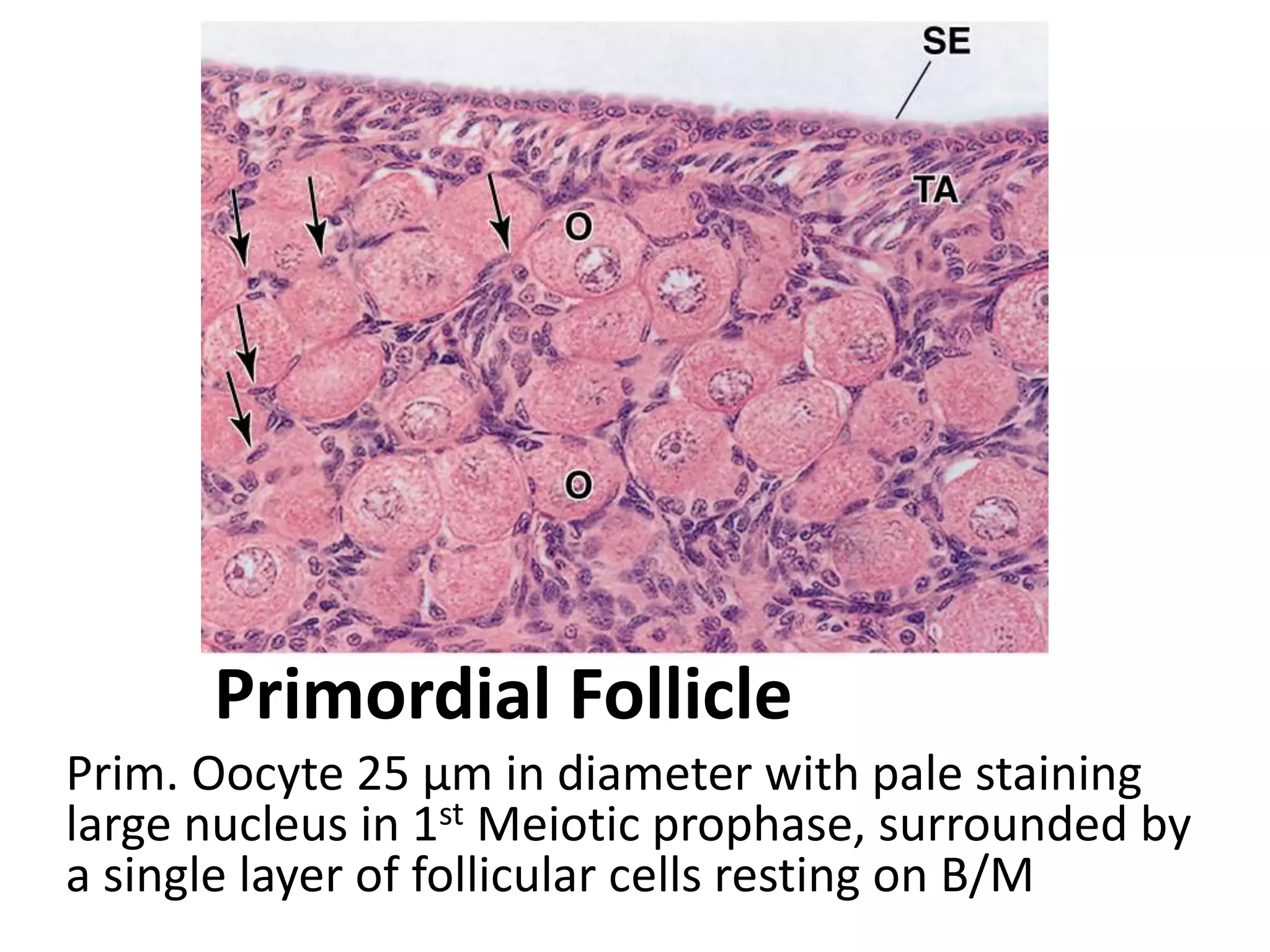 Histology of ovary | PPTX