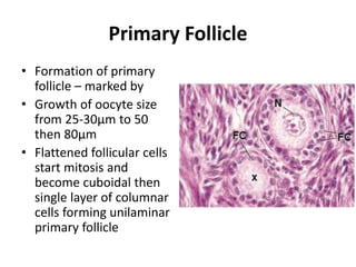 Histology of ovary | PPTX