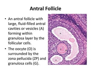Antral Follicle Histology