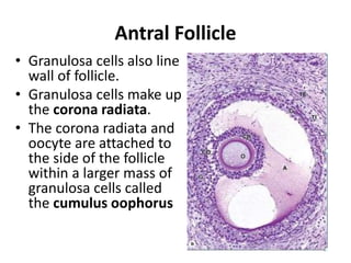 Antral Follicle Histology