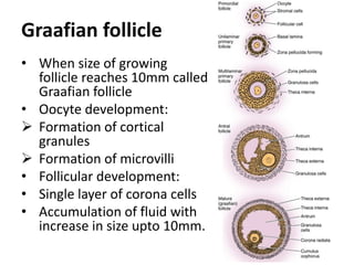 Ovary Slide Labeled Graafian Follicle