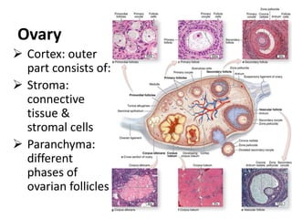 Ovary Histology Labeled