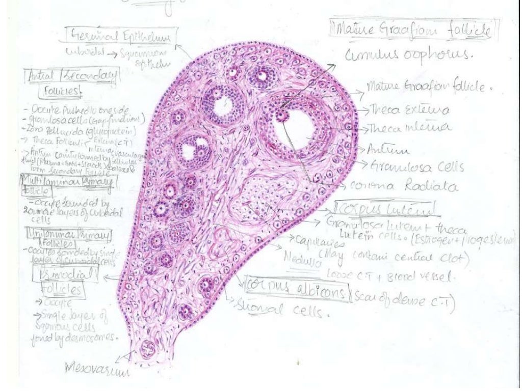 Histology of ovary
