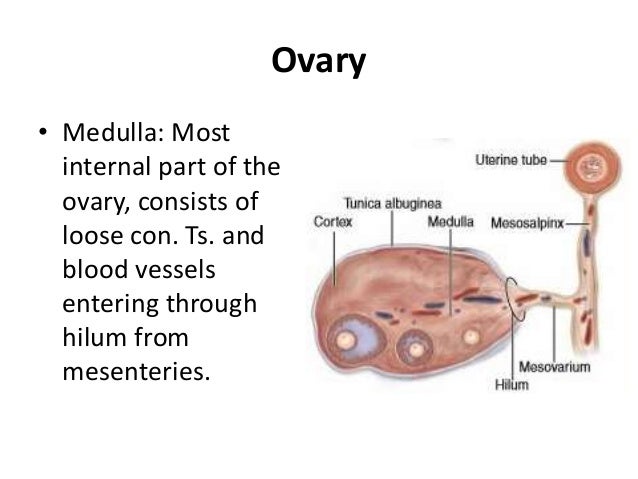 Histology of ovary