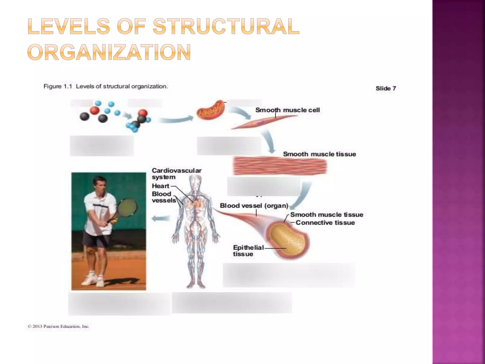 1-Overview of ANAPHY.pptx