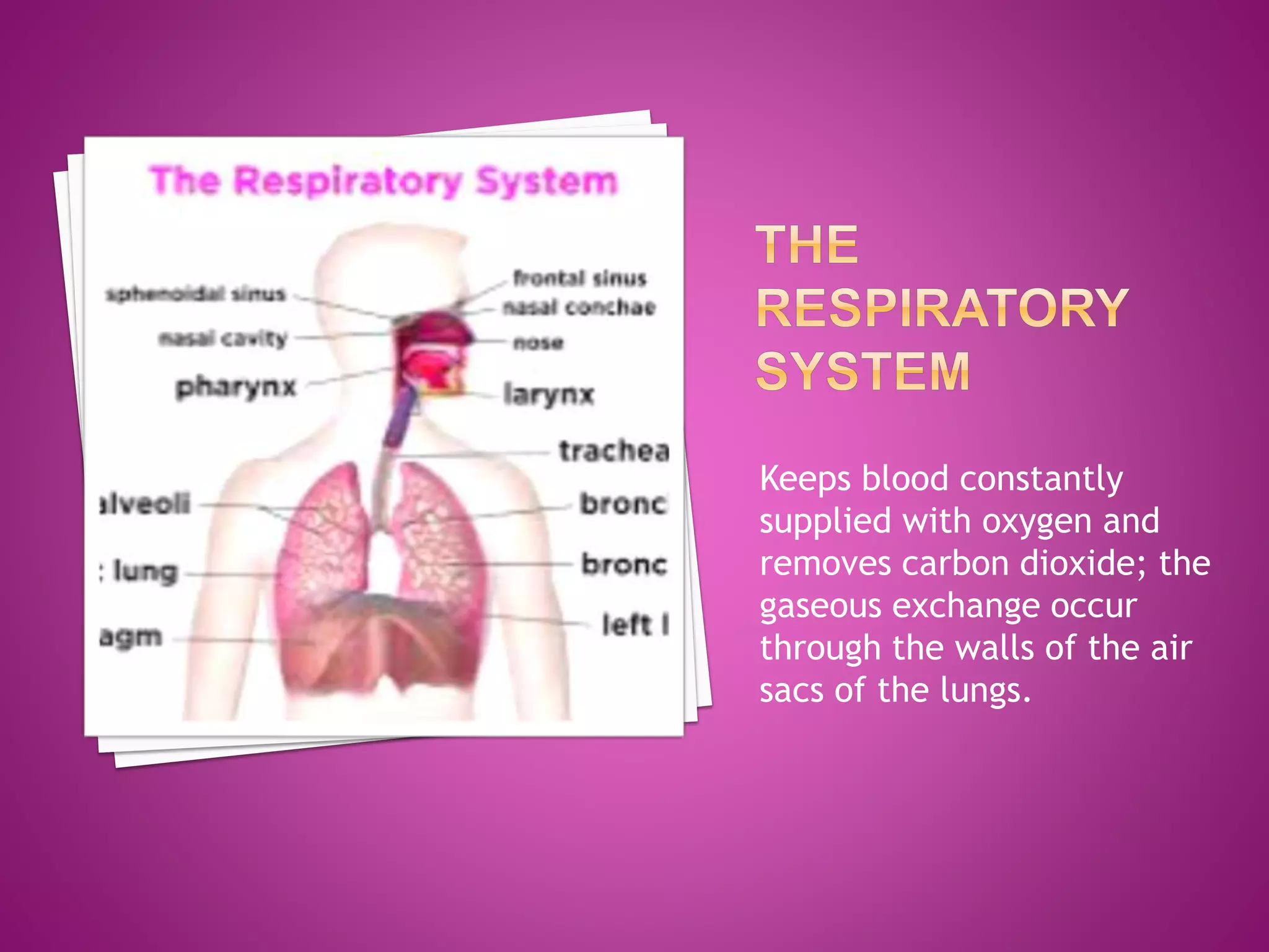1-Overview of ANAPHY.pptx