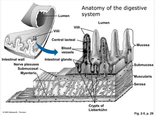 1-Overview of digestion and absroption.ppt2023.pdf