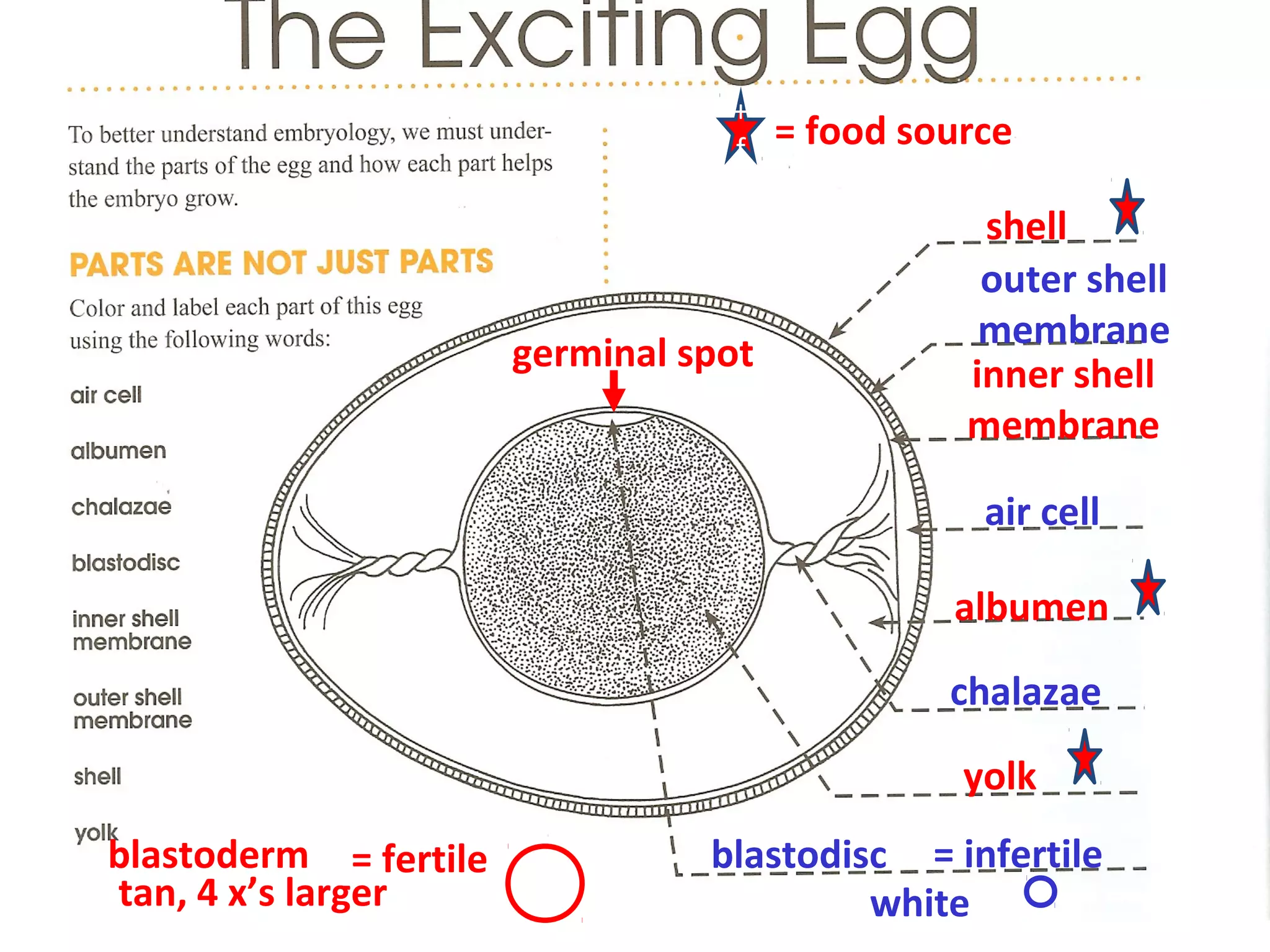 1. page 4 egg diagram | PPT