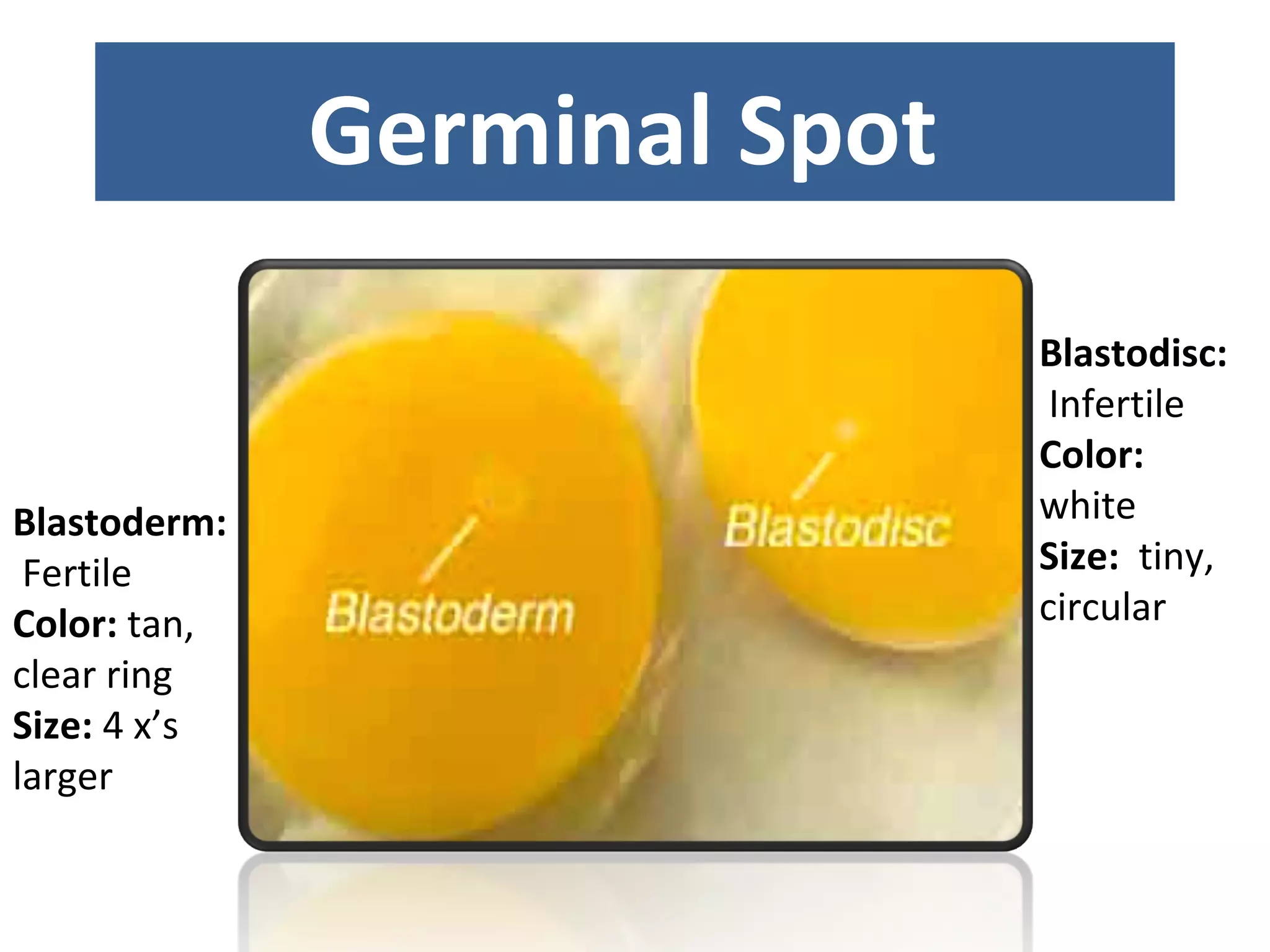 1. page 4 egg diagram | PPT