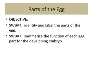 1. page 4 egg diagram | PPT