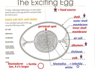 1. page 4 egg diagram | PPT