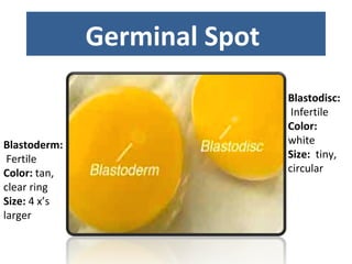 1. page 4 egg diagram | PPT