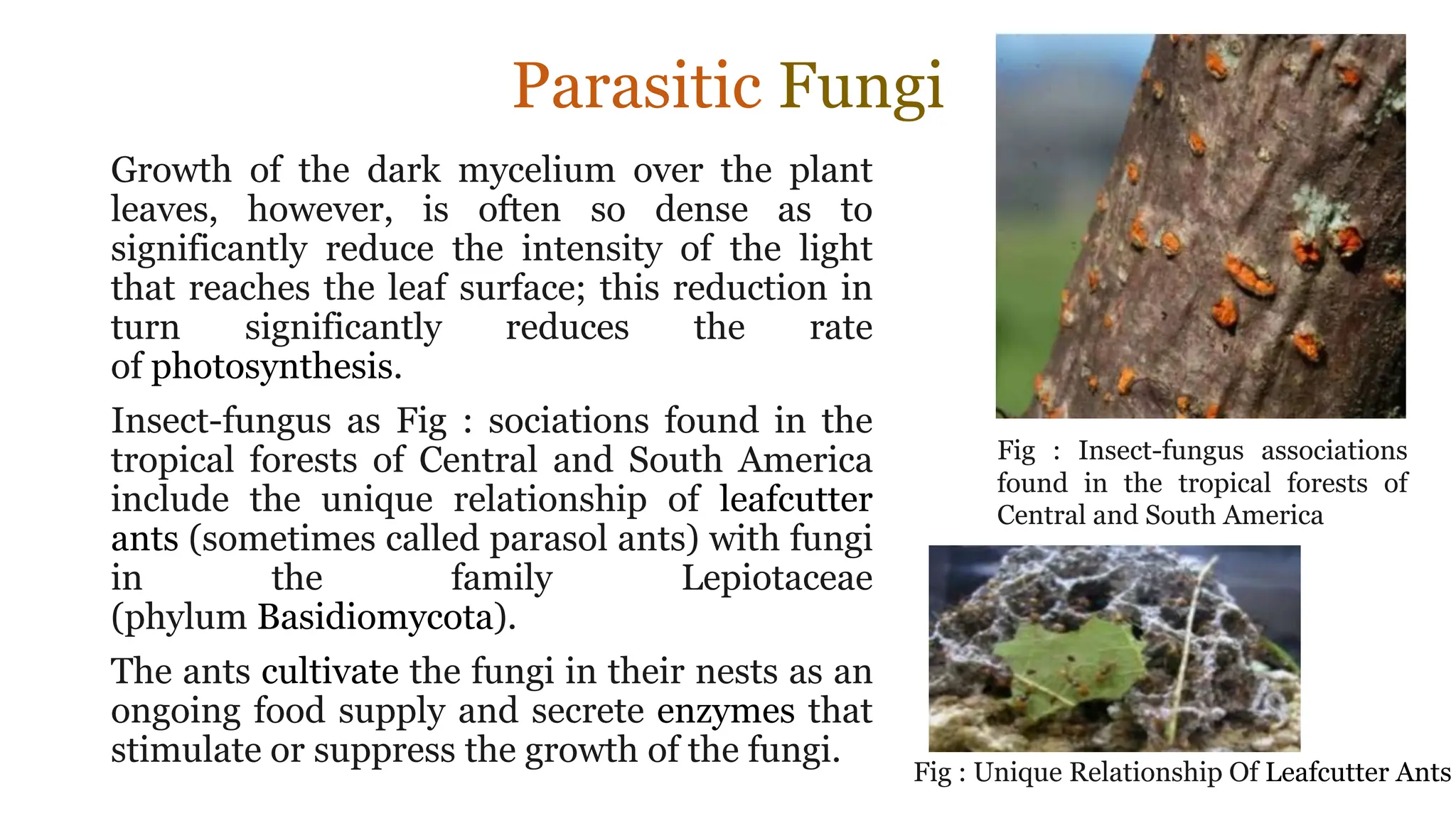 Nutritional mode of Fungi / Parasitic fungi | PPTX