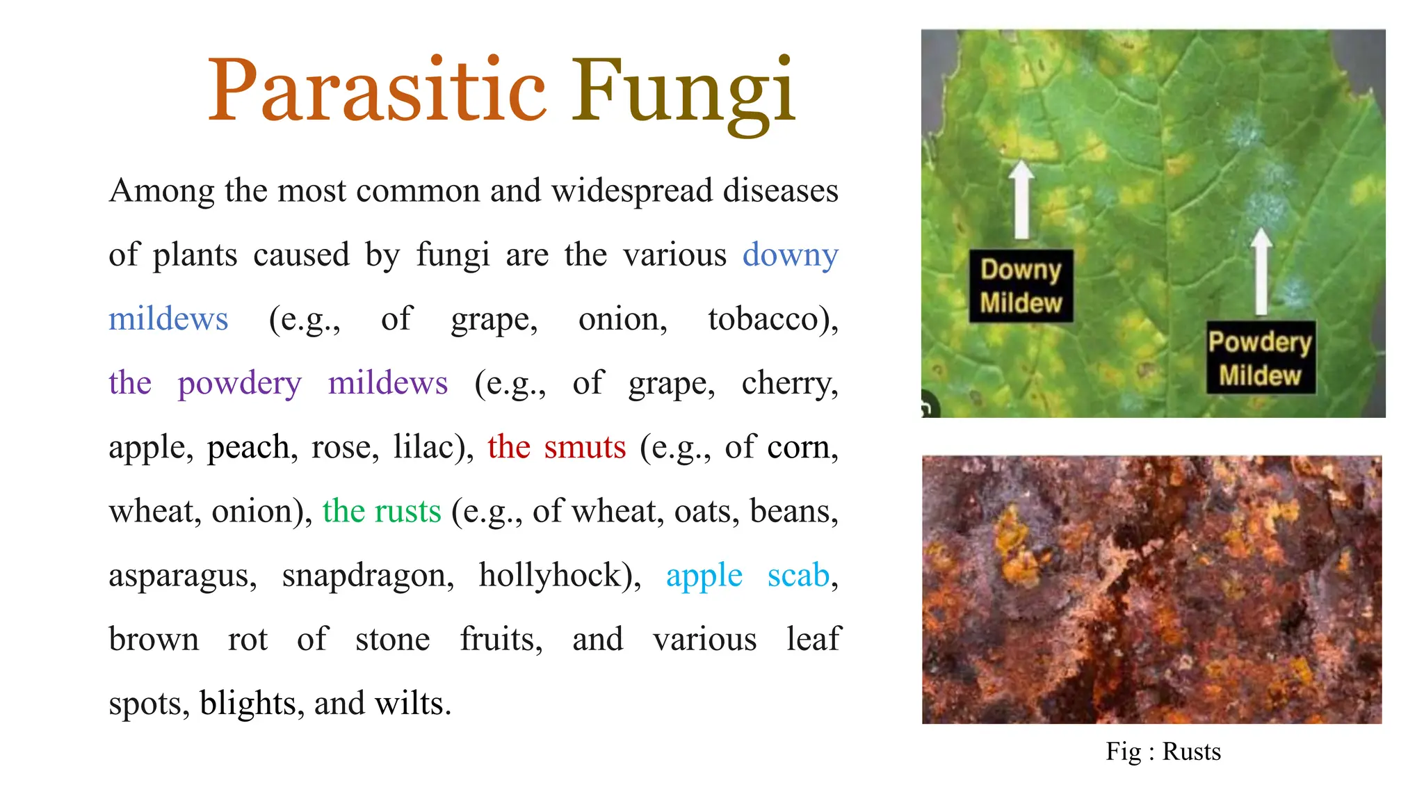 Nutritional mode of Fungi / Parasitic fungi | PPTX