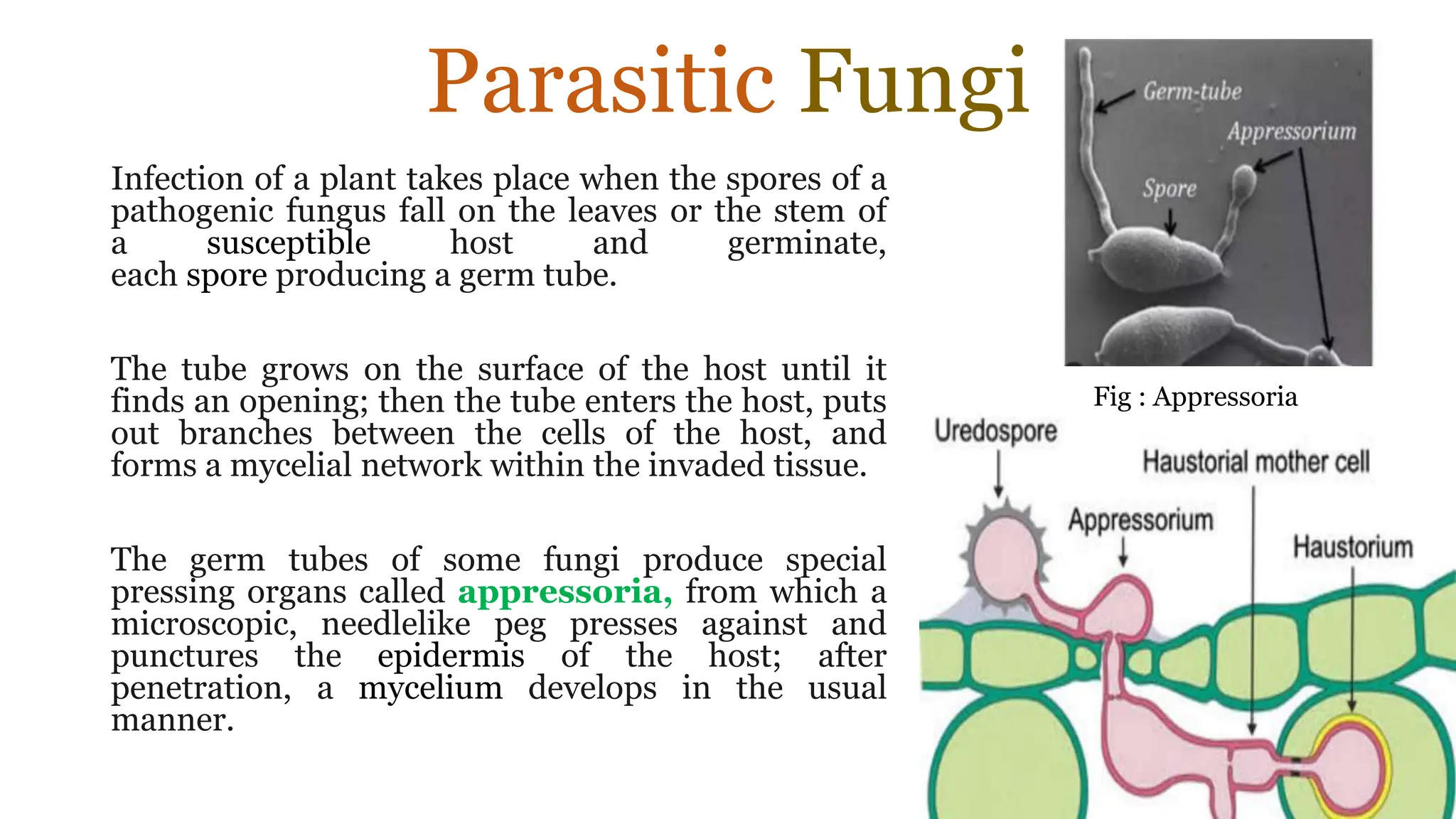 Nutritional mode of Fungi / Parasitic fungi | PPTX