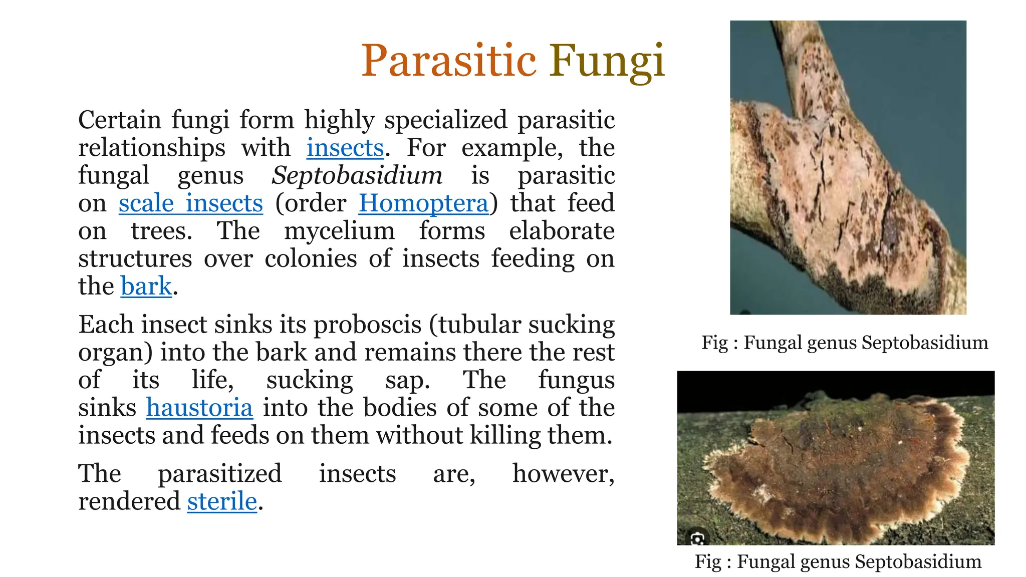 Nutritional mode of Fungi / Parasitic fungi | PPTX