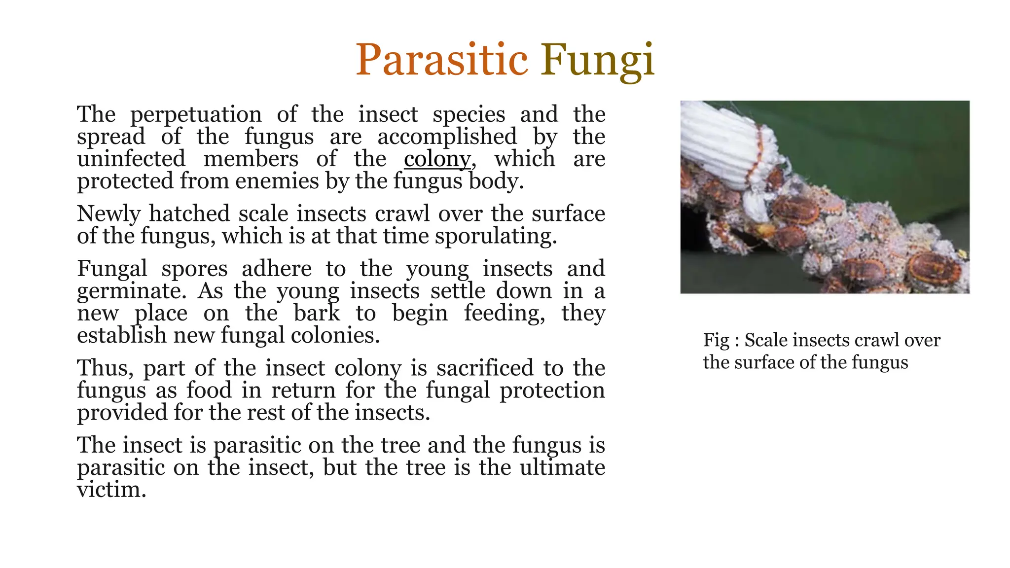 Nutritional mode of Fungi / Parasitic fungi | PPTX