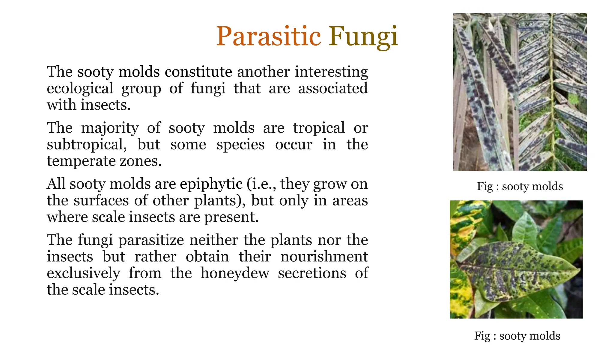 Nutritional mode of Fungi / Parasitic fungi | PPTX