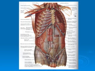 Anatomia de la Pared abdominal-Netter.ppt