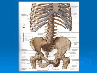 Anatomia de la Pared abdominal-Netter.ppt